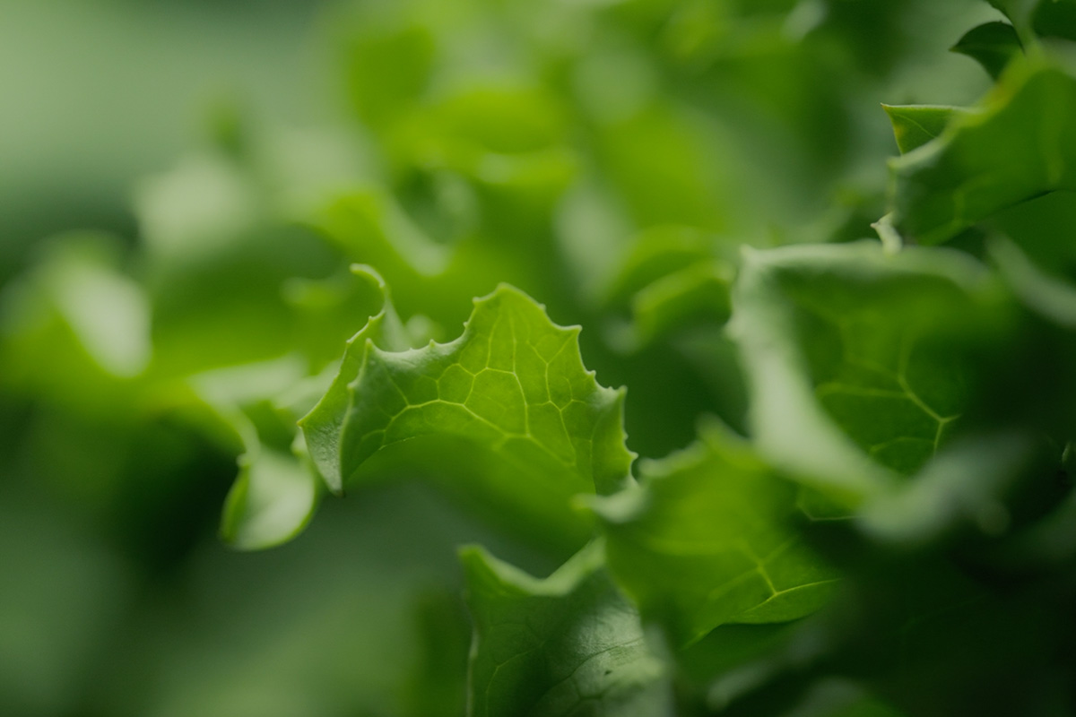 Refrigerator Food Monitoring Precision And Compliance